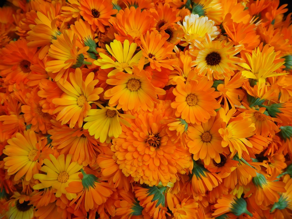 August 13, 2015 - Orion Transmissions